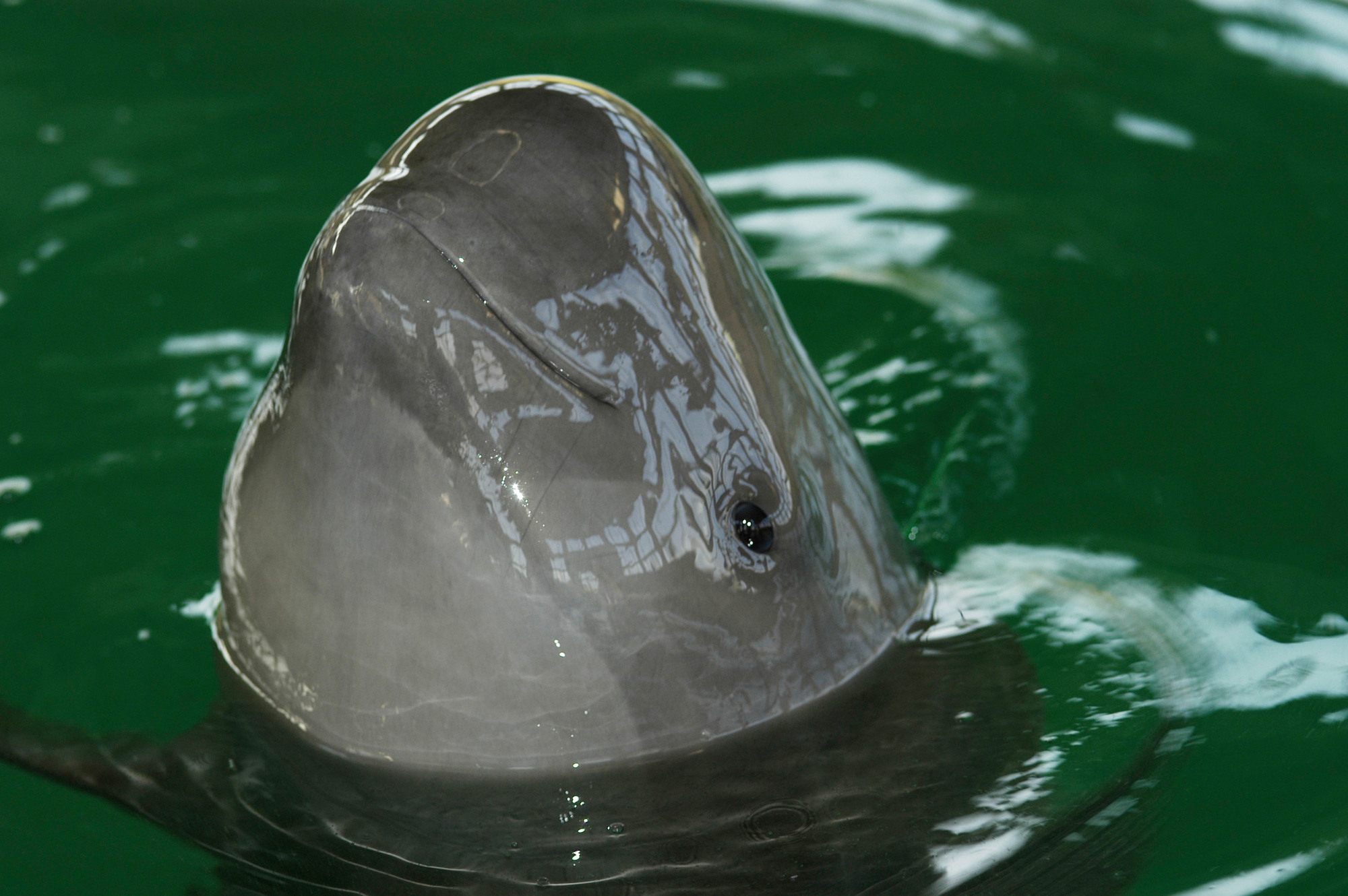 Yangtze finless porpoise | WWF