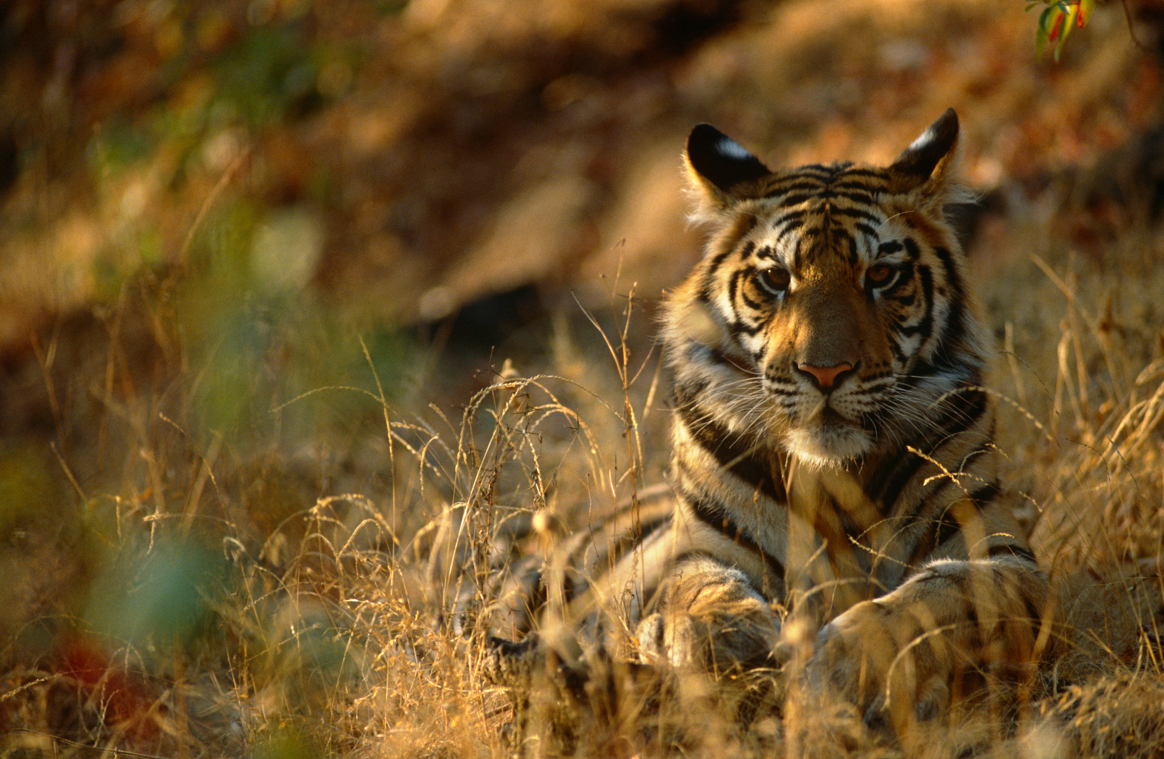 Tomorrow's Tigers | WWF