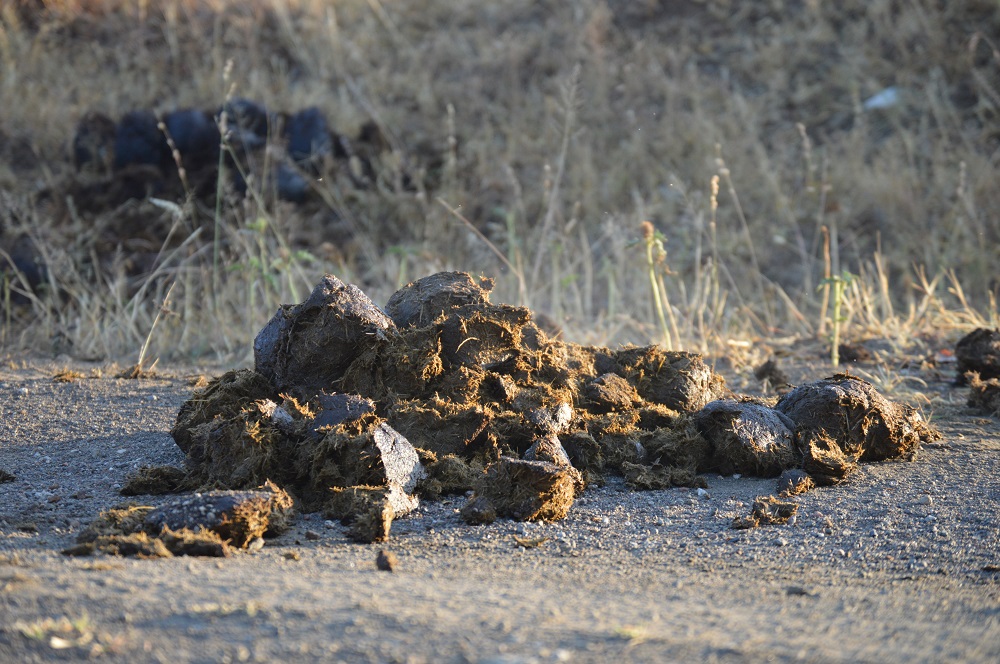 How well do you know your animal poo? | WWF