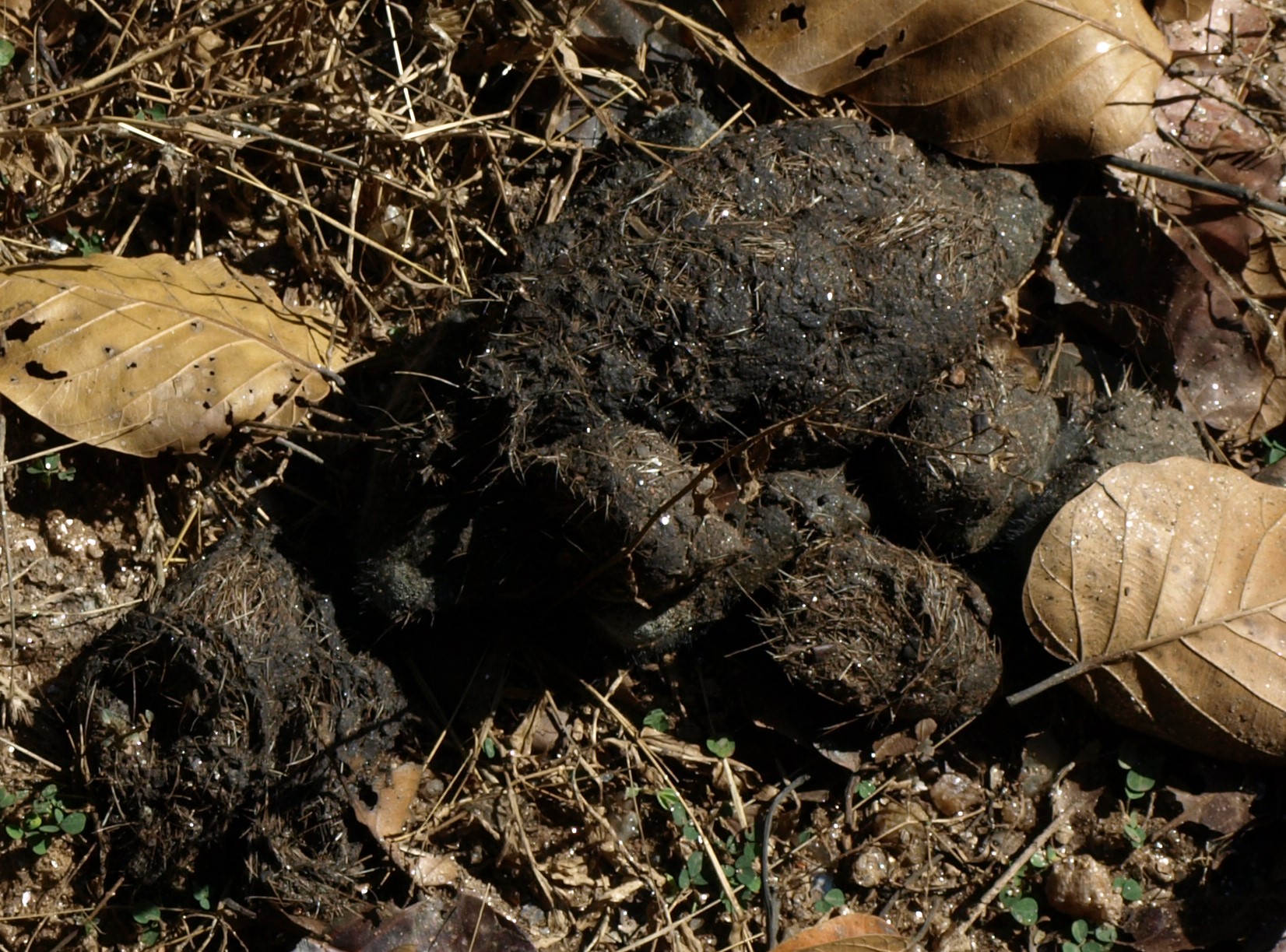 Animal Poop Identification