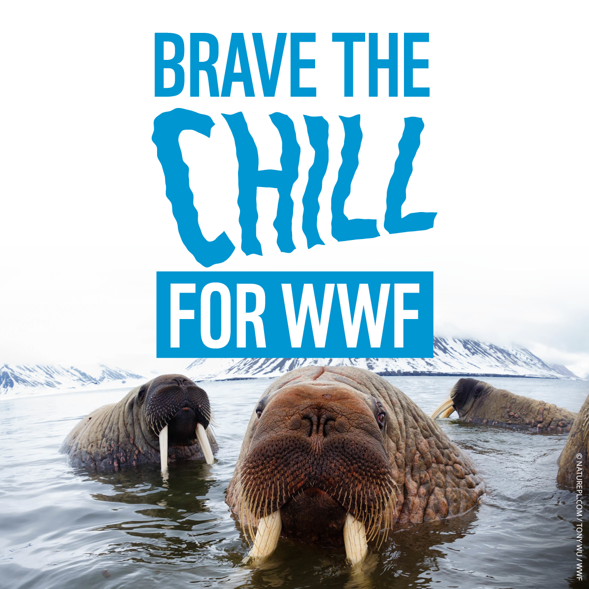 Brave the Chill - Social Post | WWF