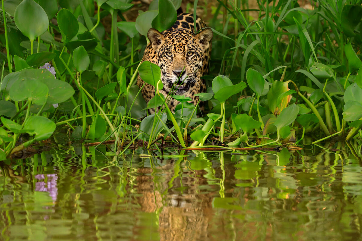 The Amazon Rainforest | WWF