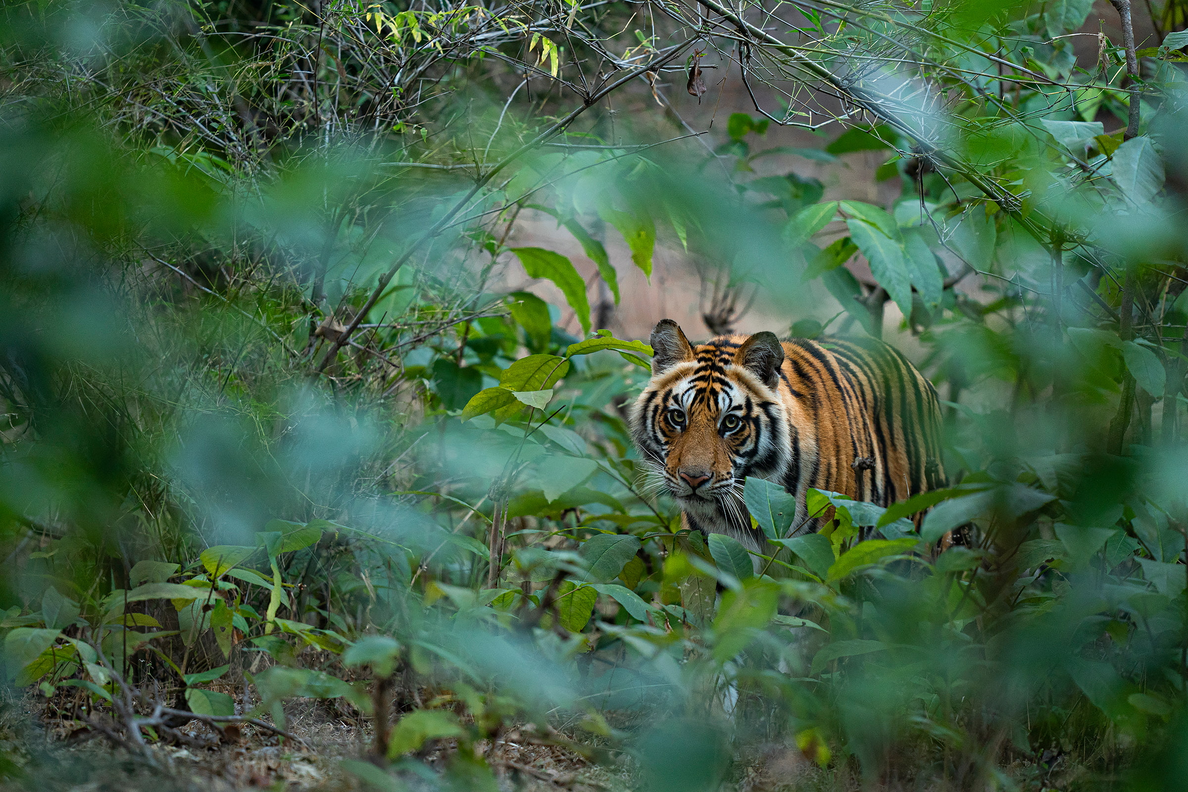 Tiger | WWF