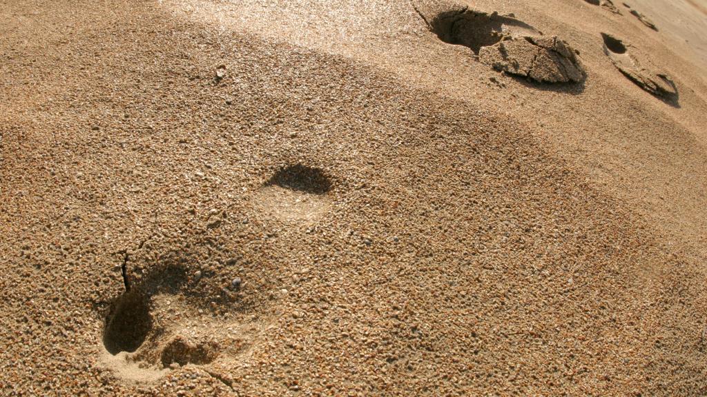 Our ecological footprint | WWF