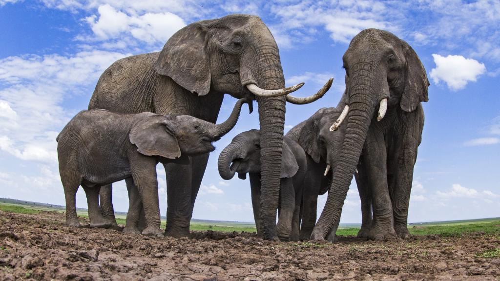 Fighting to end the Elephant Ivory Trade | WWF