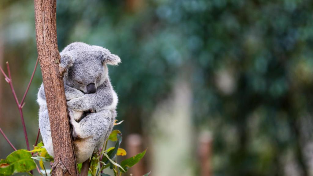 Top 10 facts about Koalas | WWF
