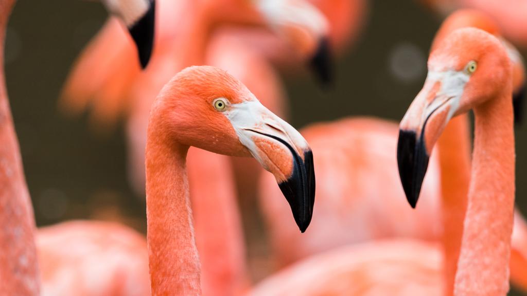 Spot the difference: flamingos | WWF