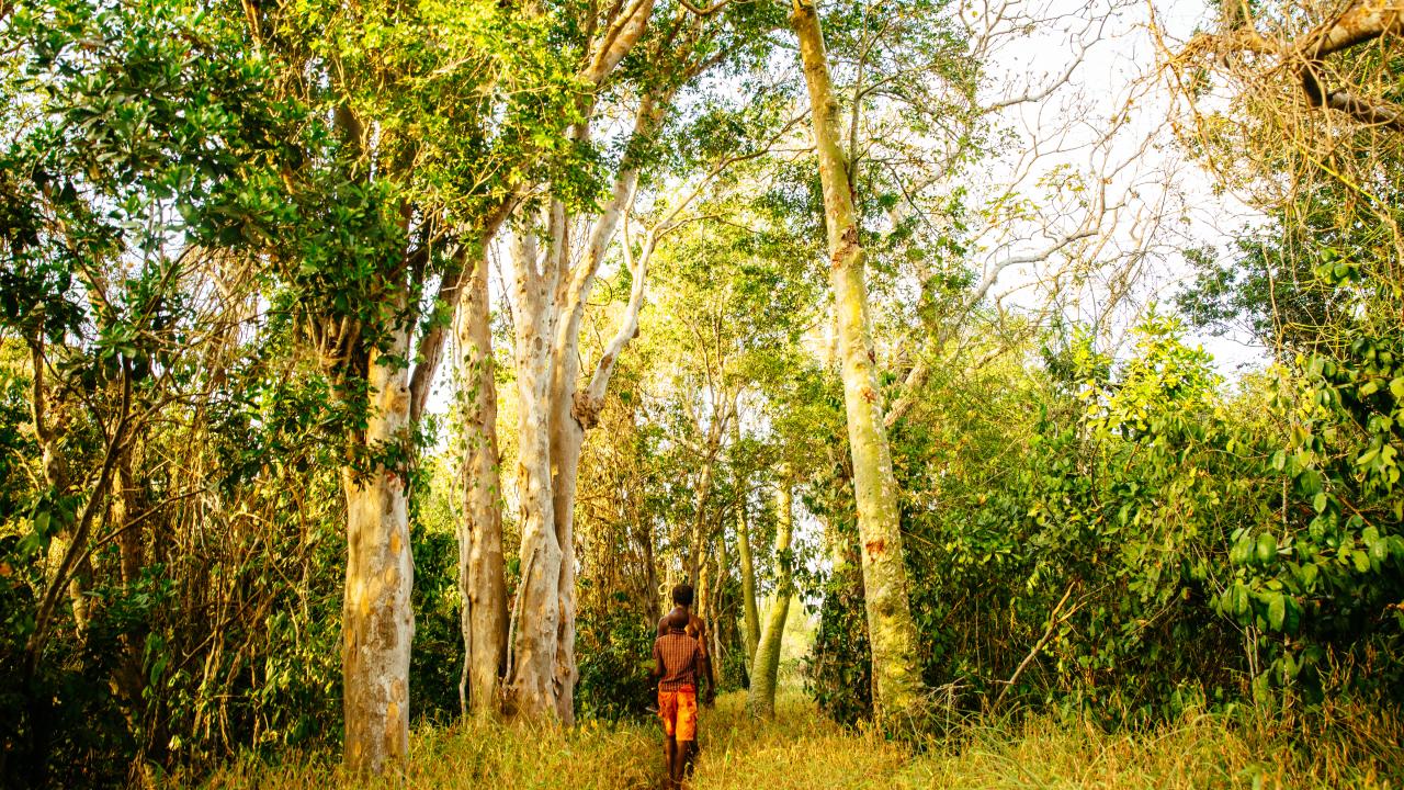 Learn to love nature - focus on forests | WWF