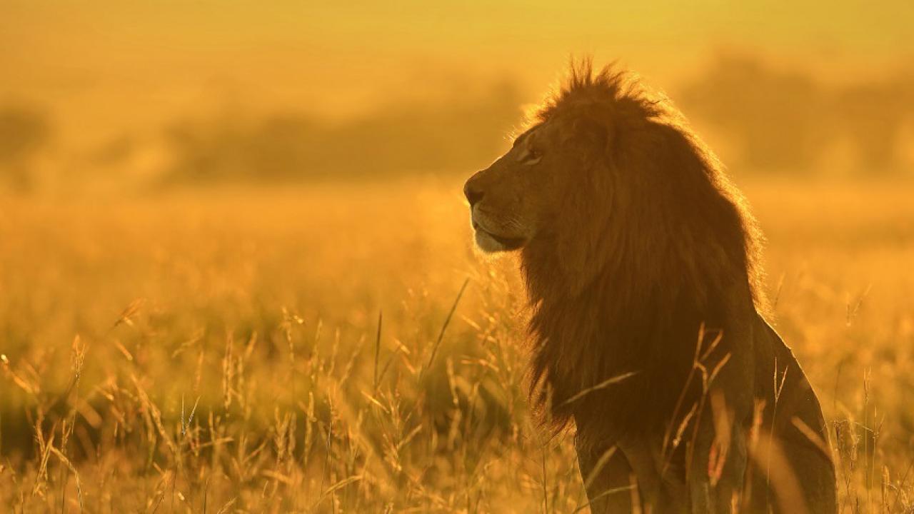Lion quiz | WWF