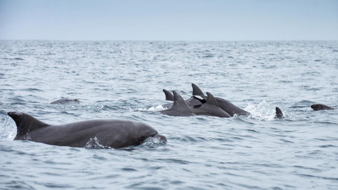 Here are our top 10 facts about dolphins | WWF