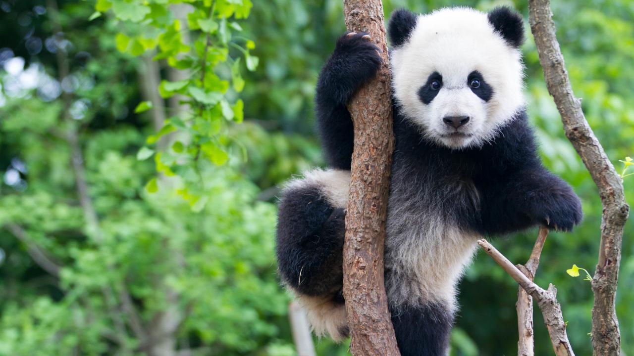 Learn about the WWF's key values | WWF