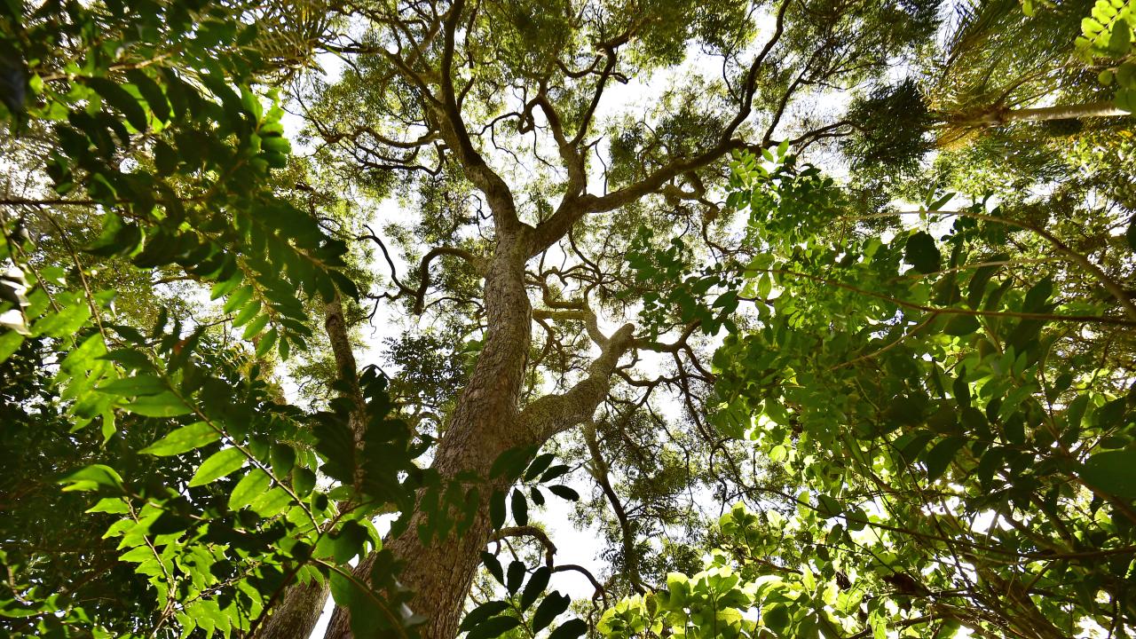 World Environment Day 2026 | WWF