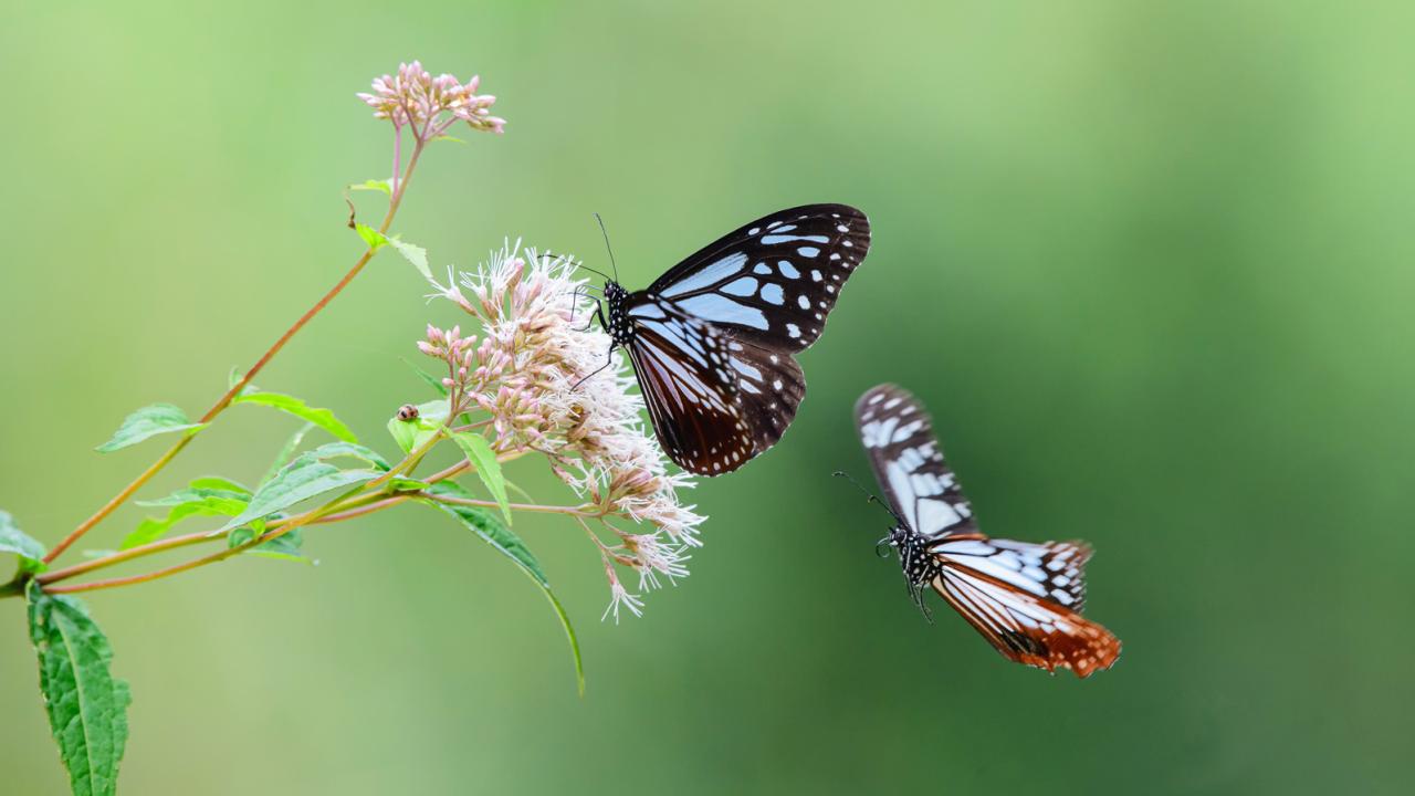 Spot the difference: butterflies | WWF