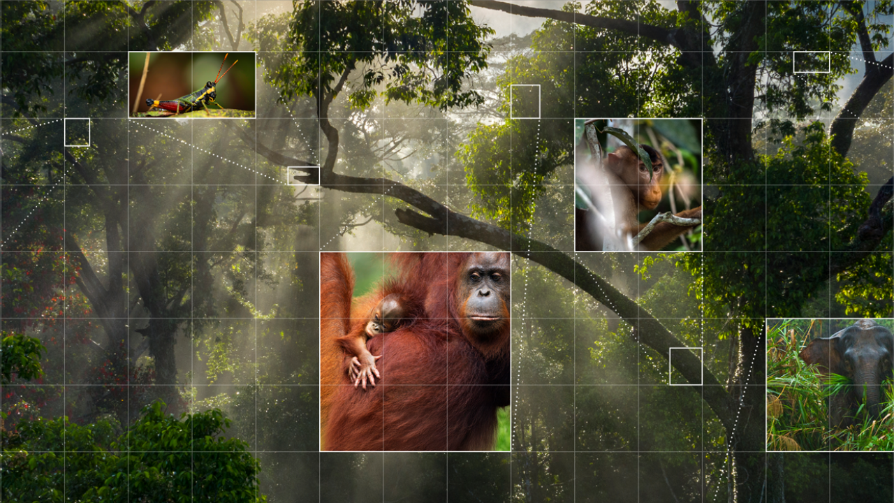 Tropical forests | WWF