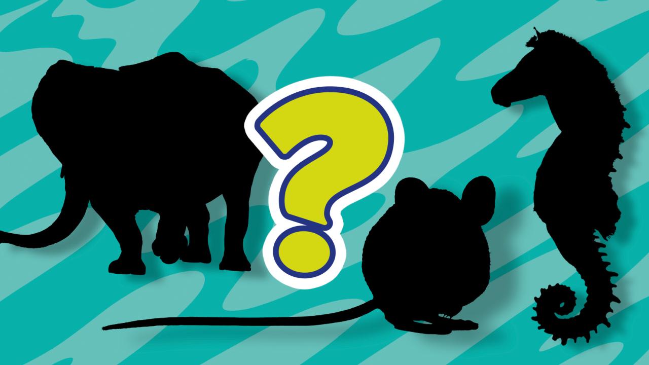 Name game: Animal mash-up | WWF