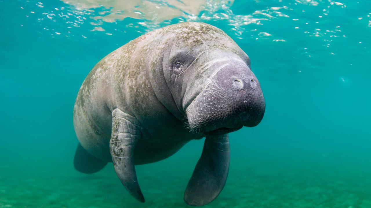 Ocean creatures memory match | WWF