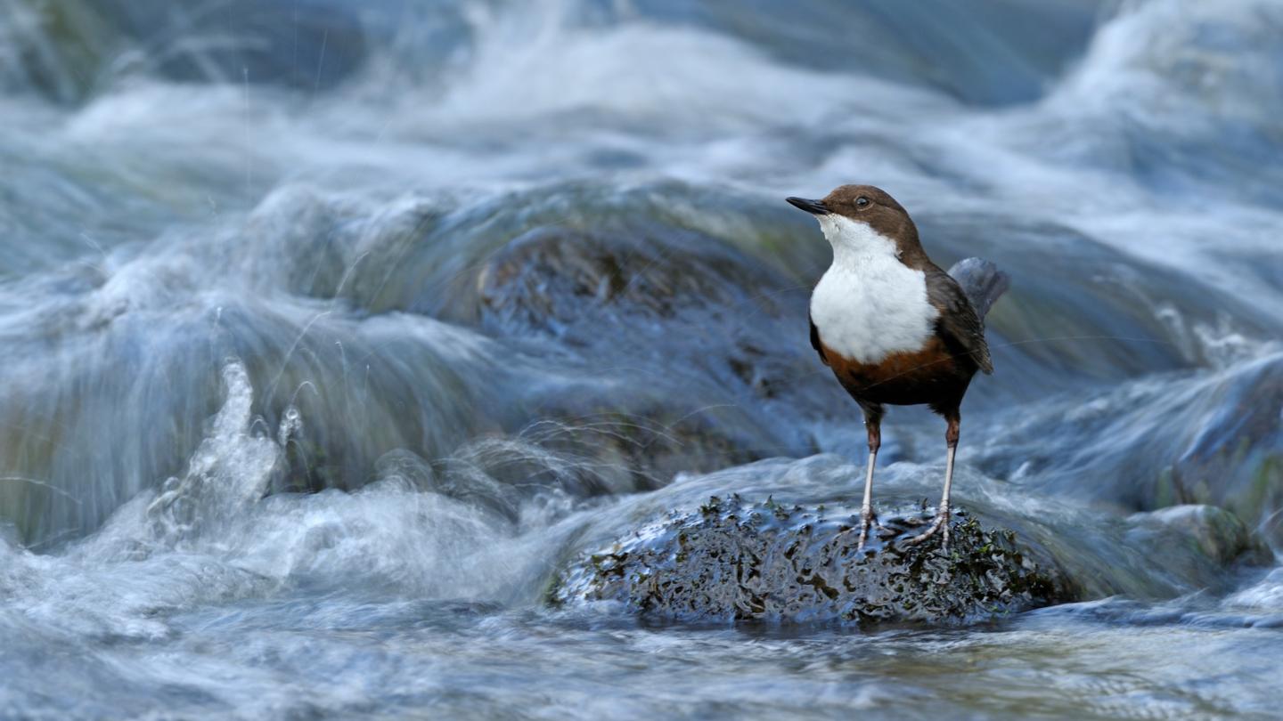 Why it's important that we value nature | WWF