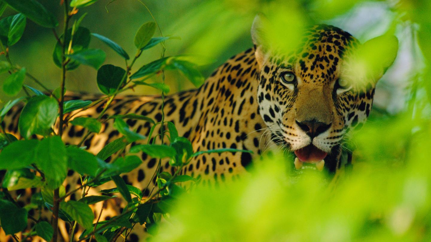 Fascinating facts about animals | WWF
