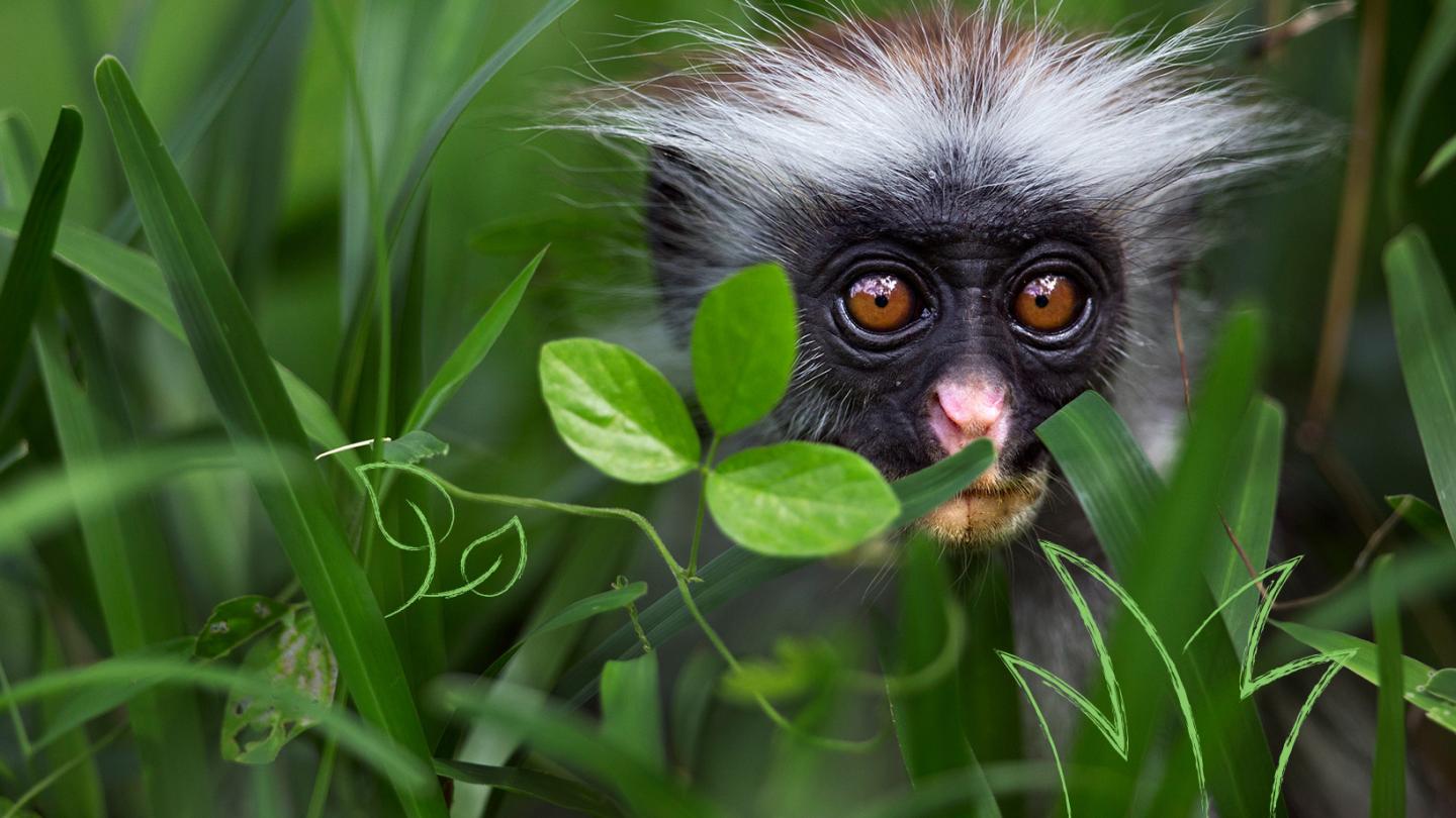 Learn to Love Nature - Focus on Jungles | WWF