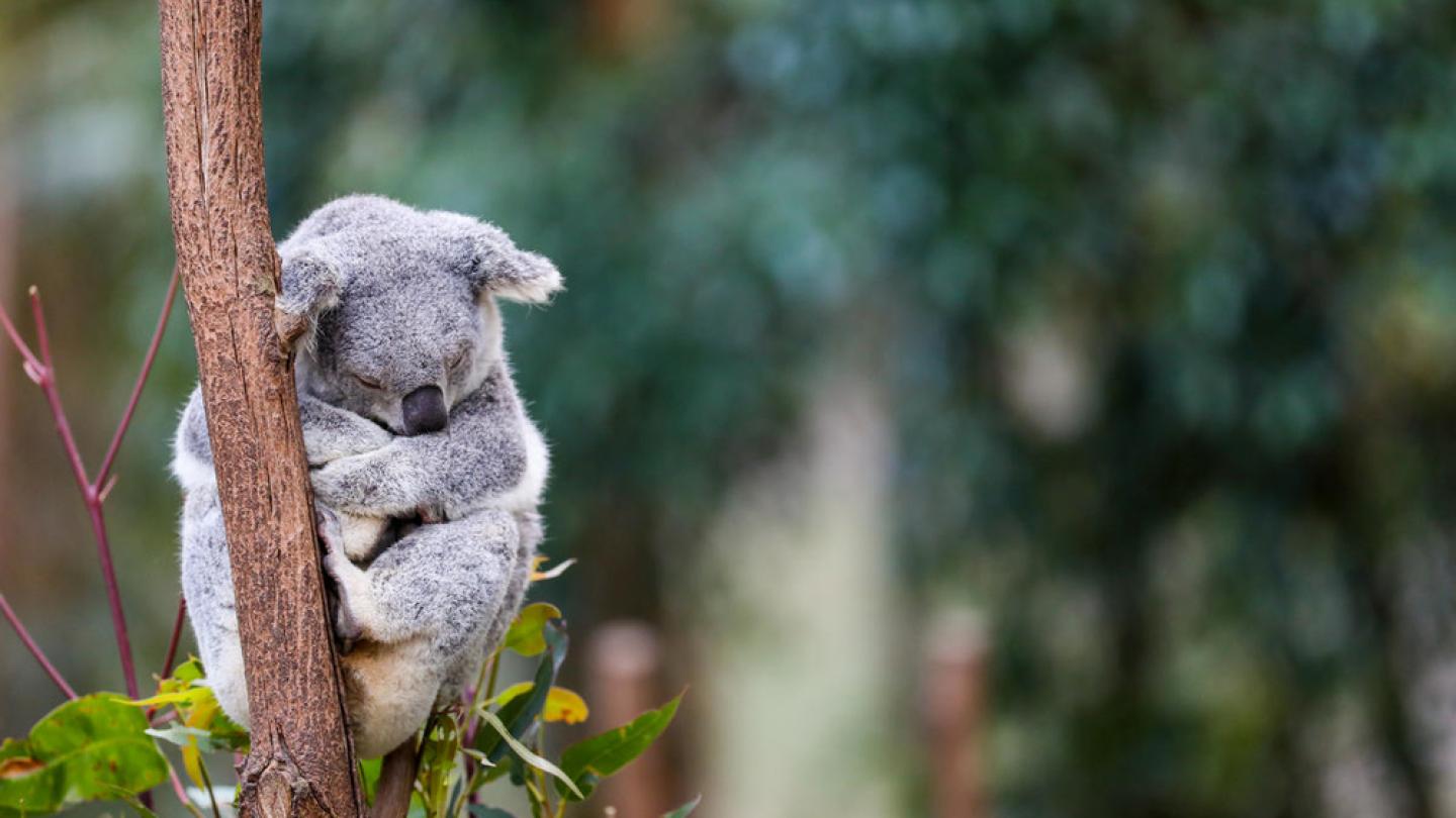 Top 10 facts about Koalas | WWF