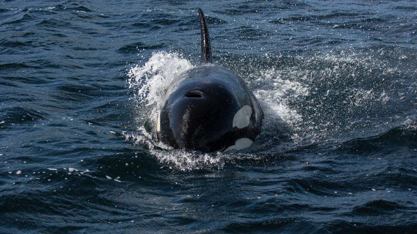 Top 10 facts about Orcas | WWF