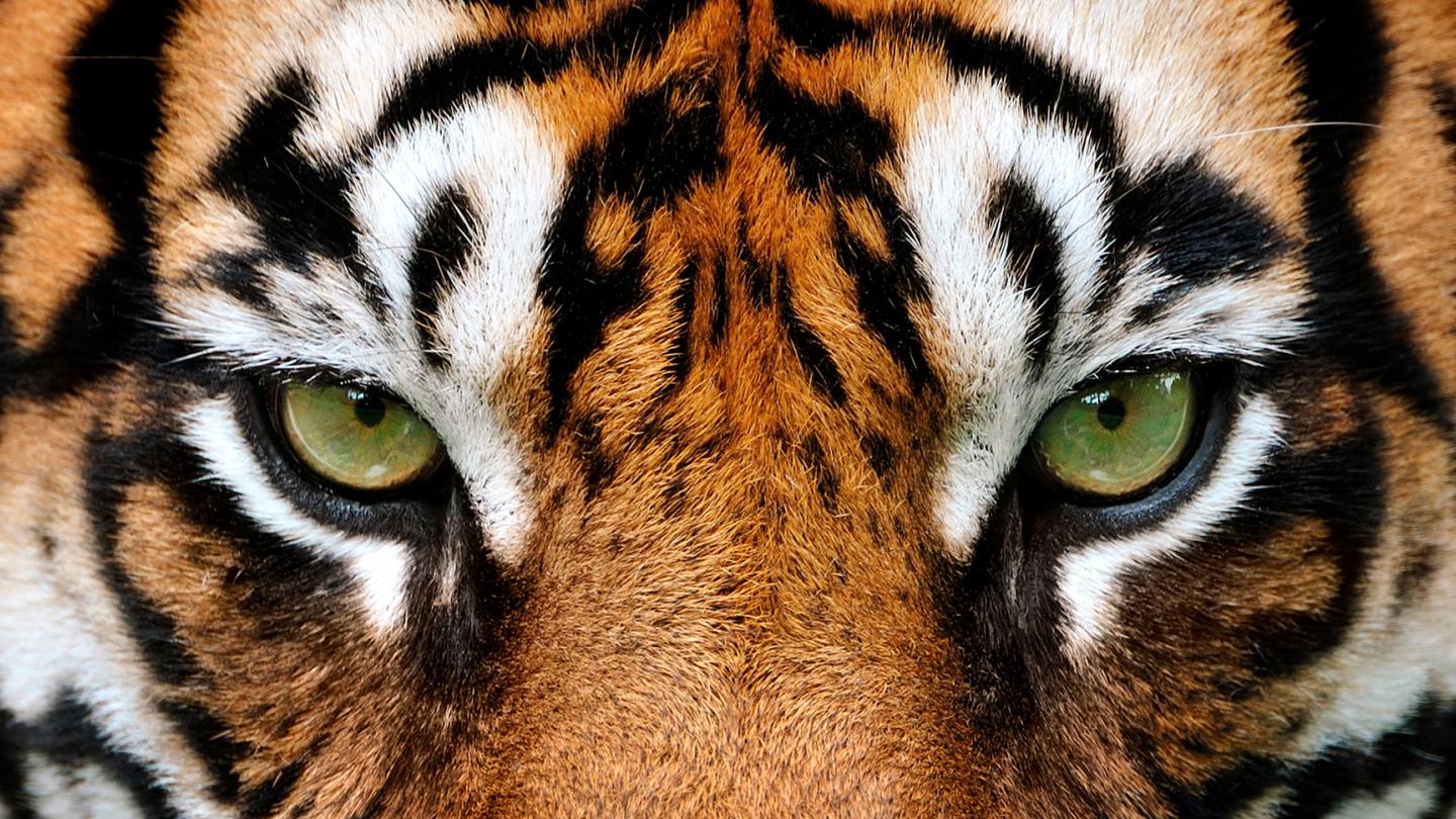 Take the tricky tiger test | WWF