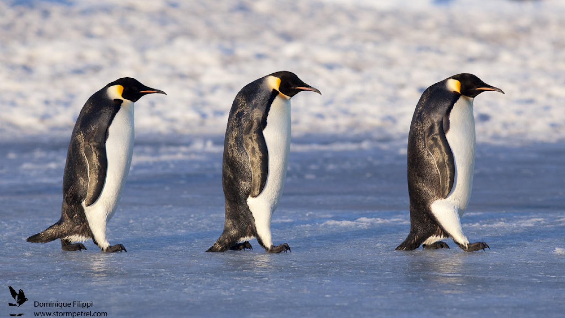 The panda and the penguin unite | WWF