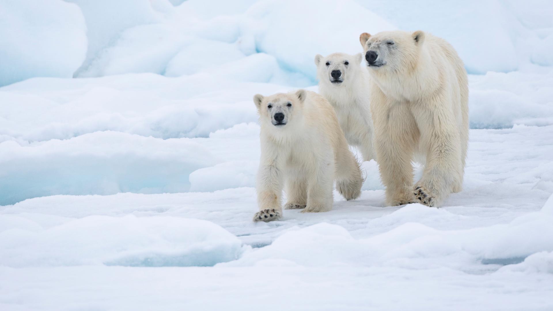 Test your knowledge with our cool polar quiz | WWF