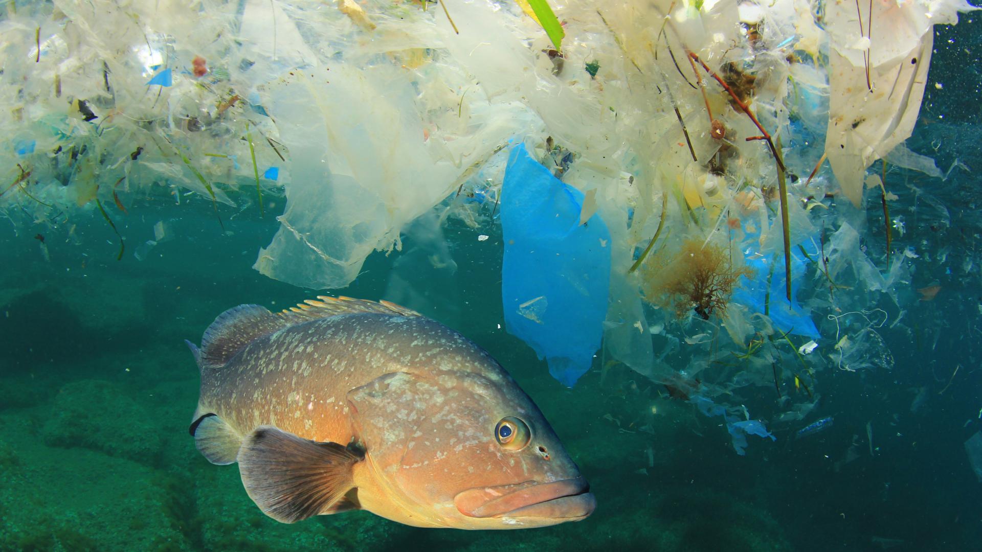 Oceans and Plastics Pollution classroom resource | WWF
