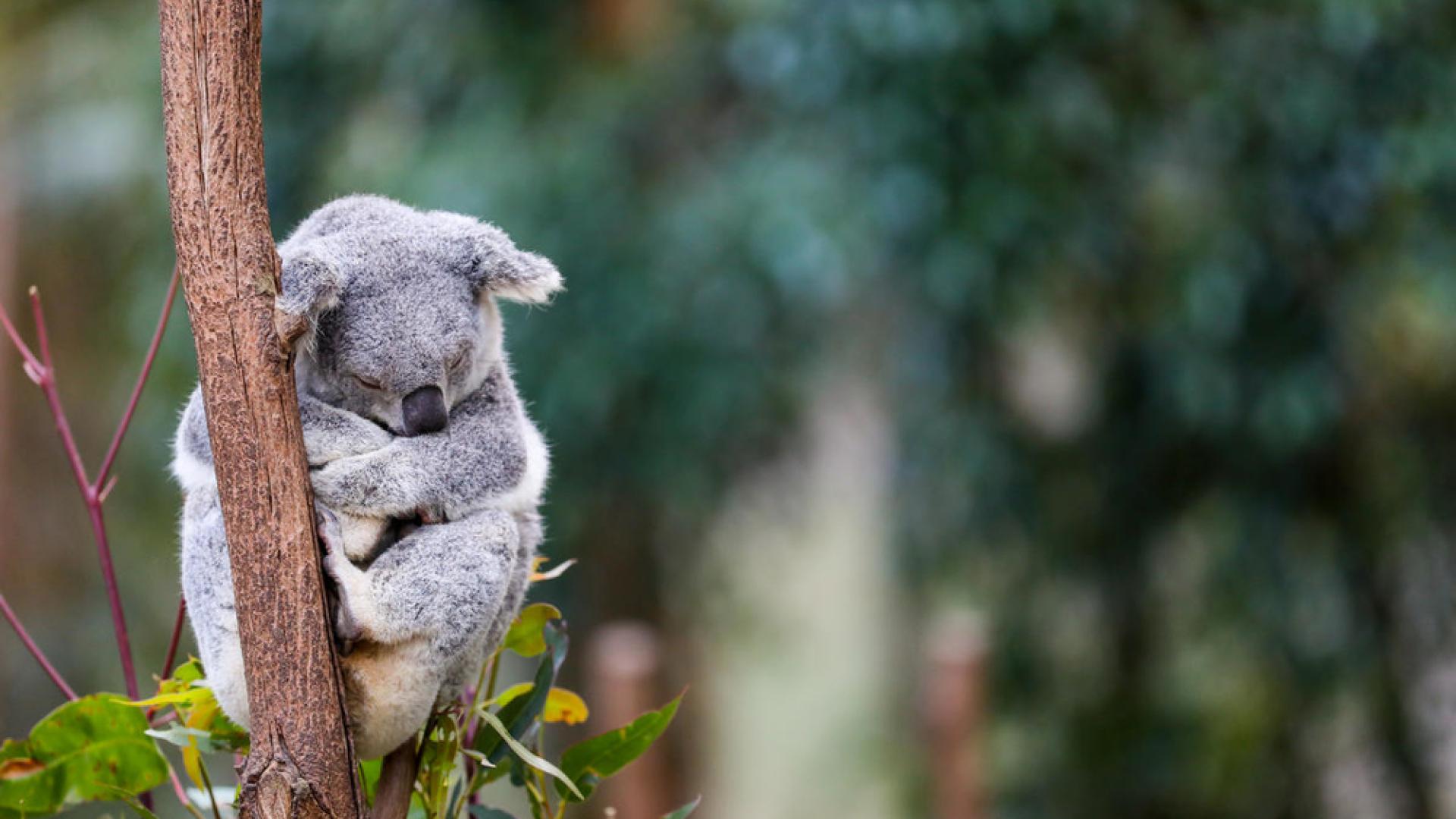 Top 10 facts about Koalas | WWF