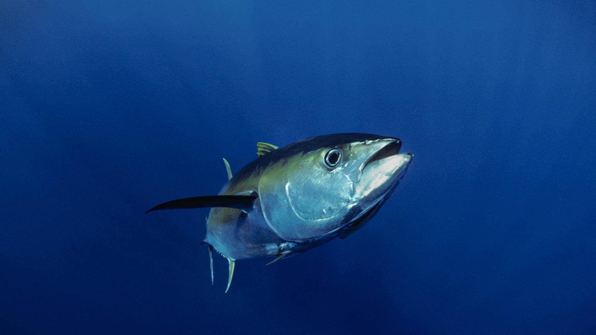 Transforming the Future of Tuna | WWF