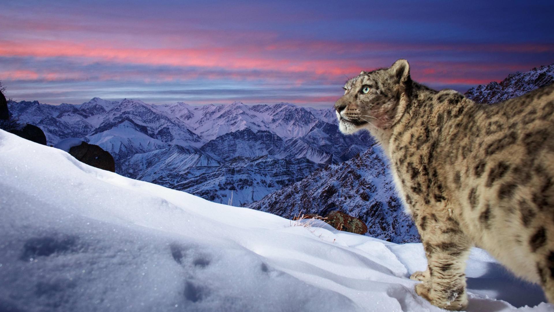 International Snow Leopard Day 2026 | WWF