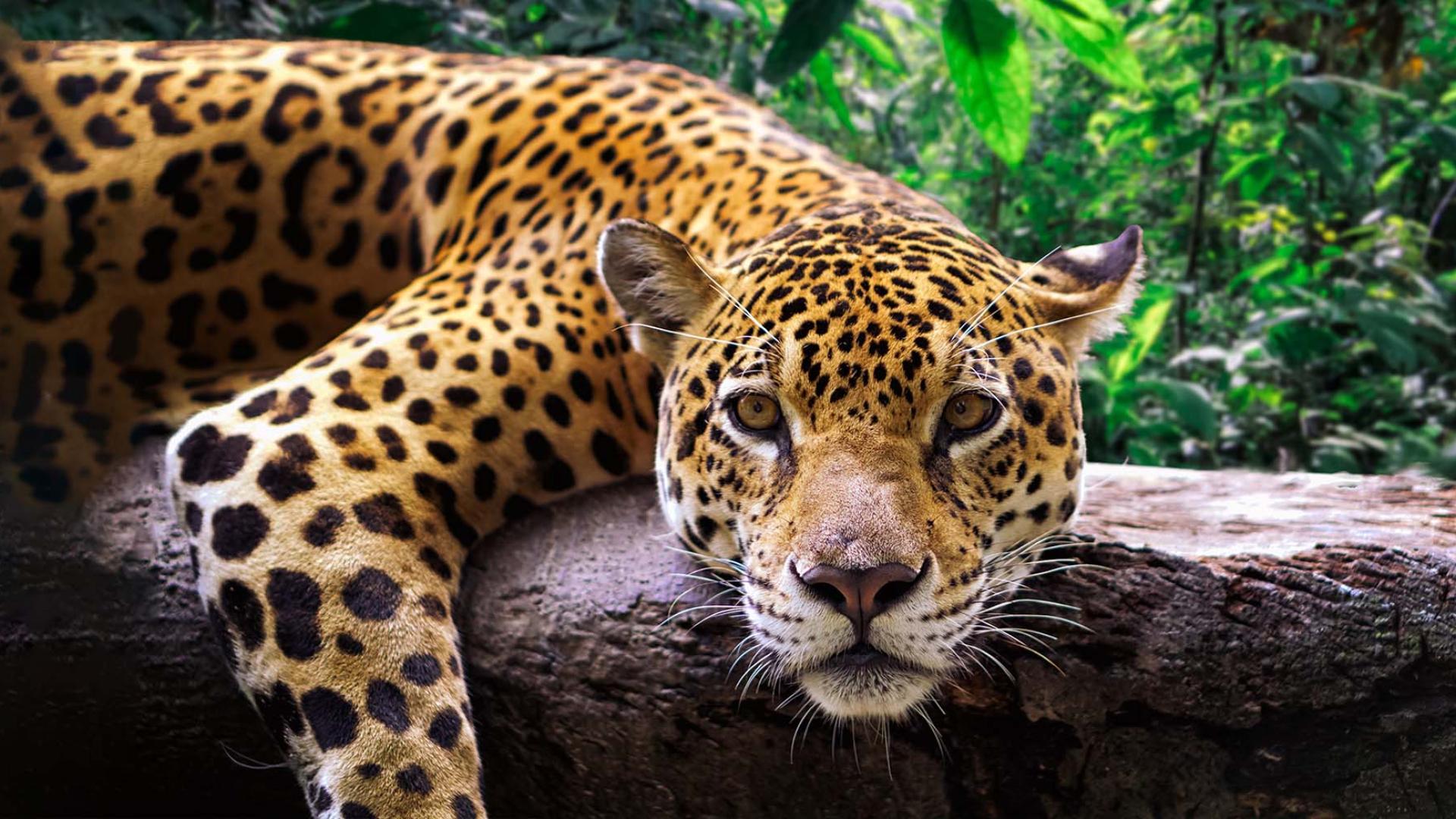 Hunting in the shadows of the Amazon | WWF