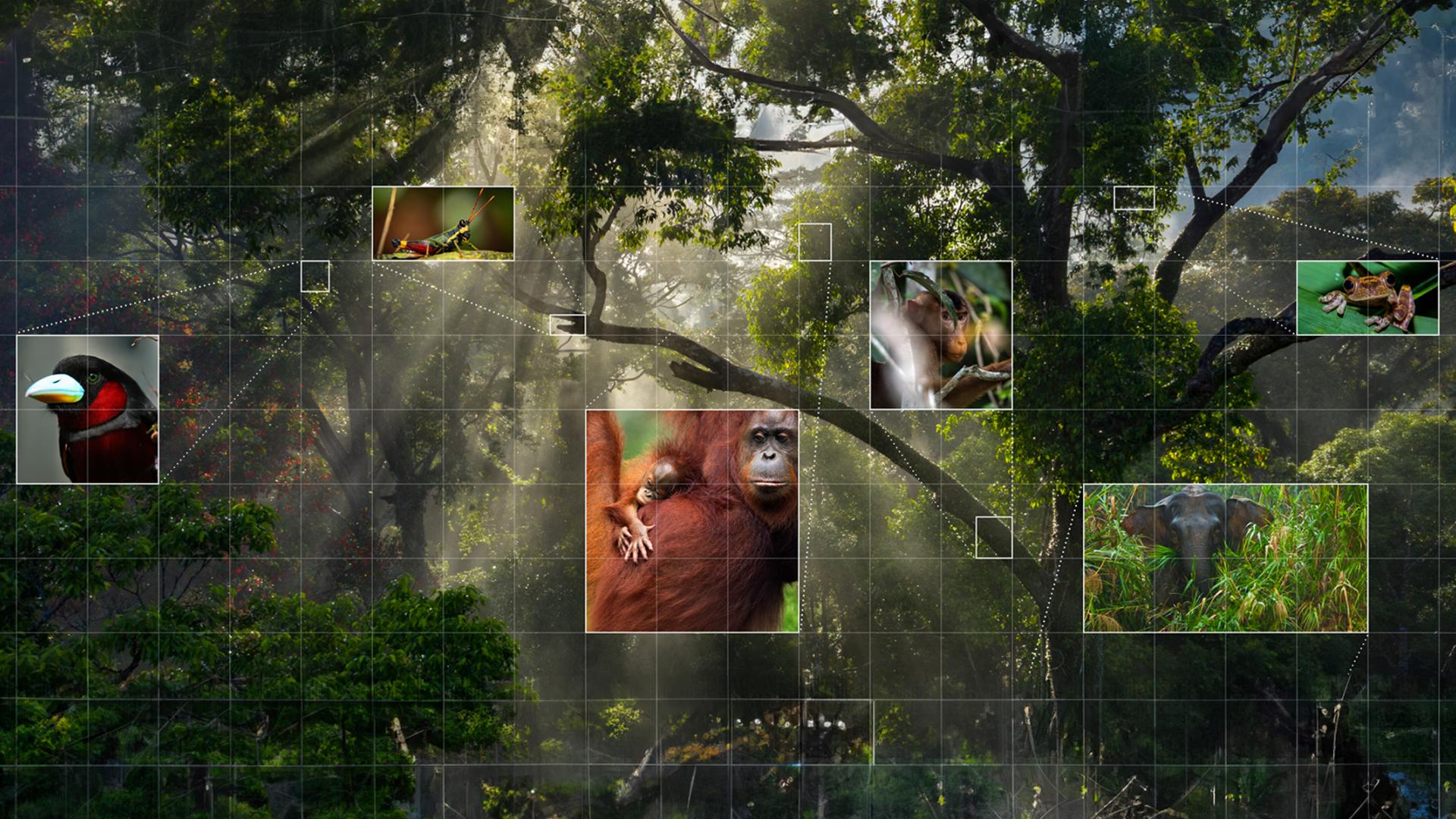 Tropical forests | WWF
