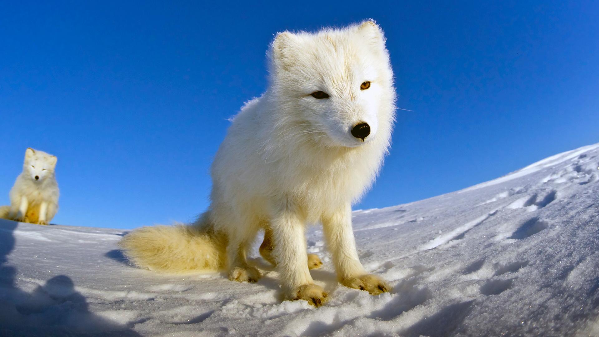 Fact finisher: Arctic foxes | WWF