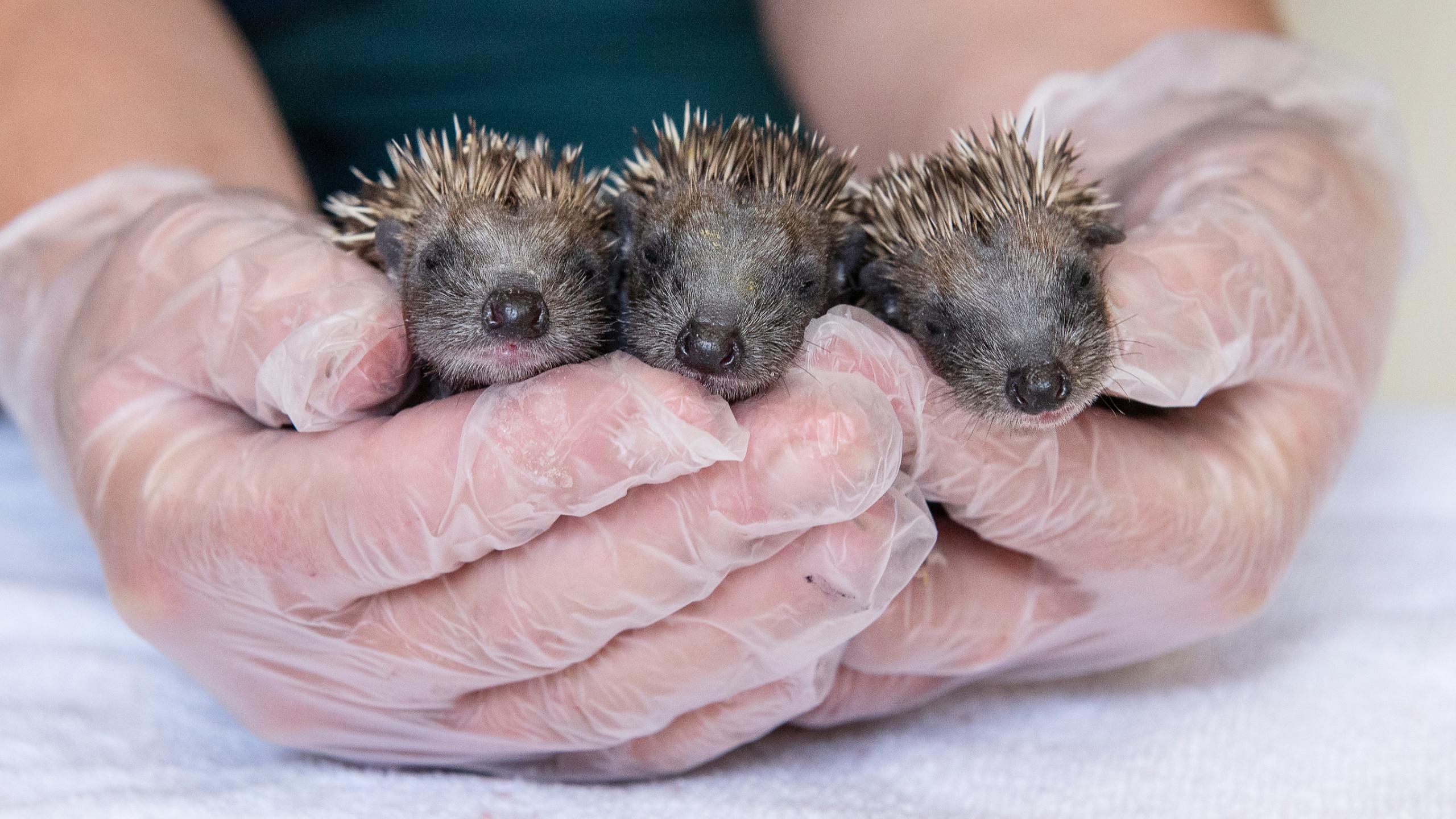 Top 10 facts about Hedgehogs | WWF