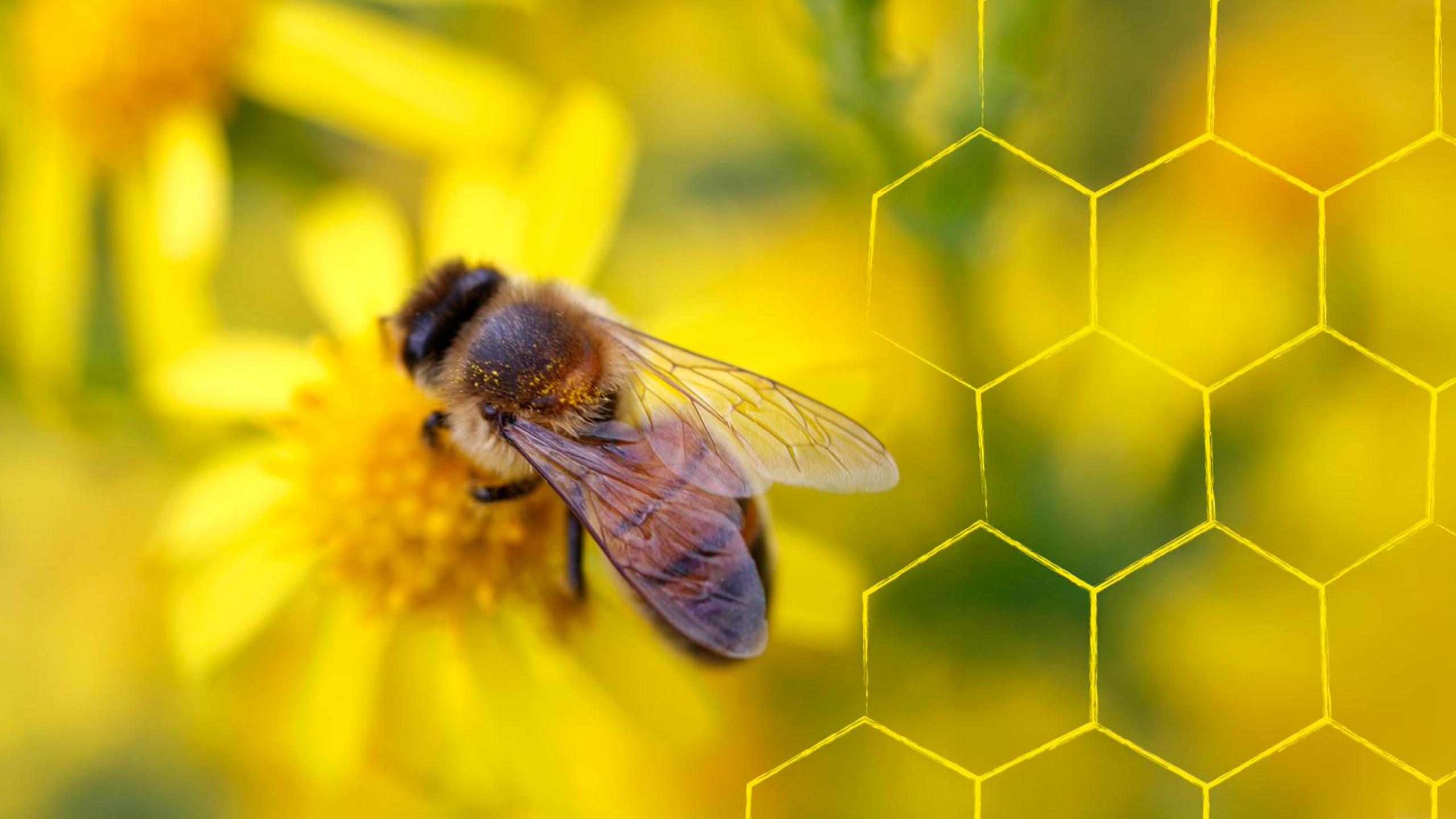 Learn to Love Nature - Our Planet Week | WWF