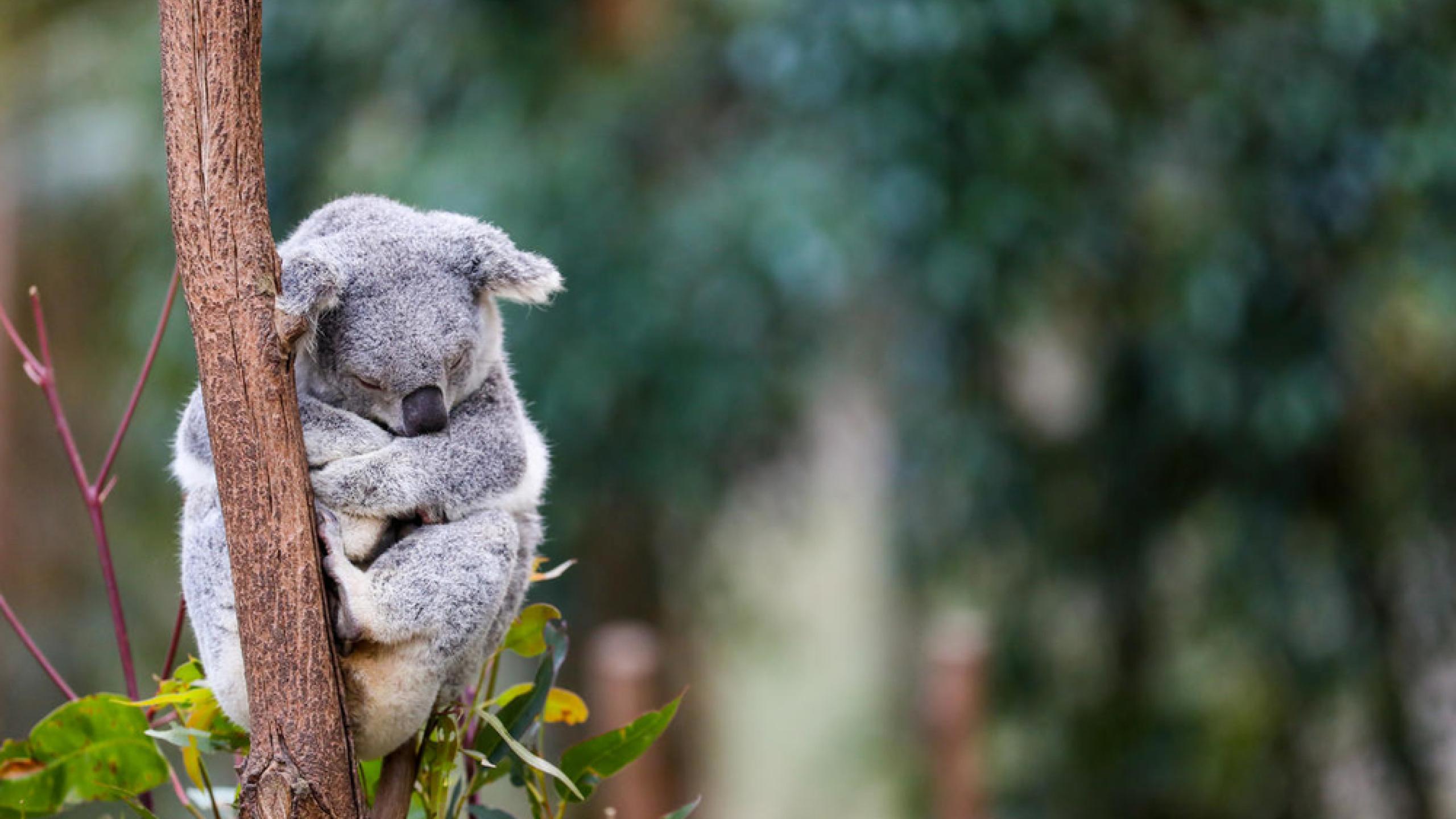Top 10 facts about Koalas | WWF