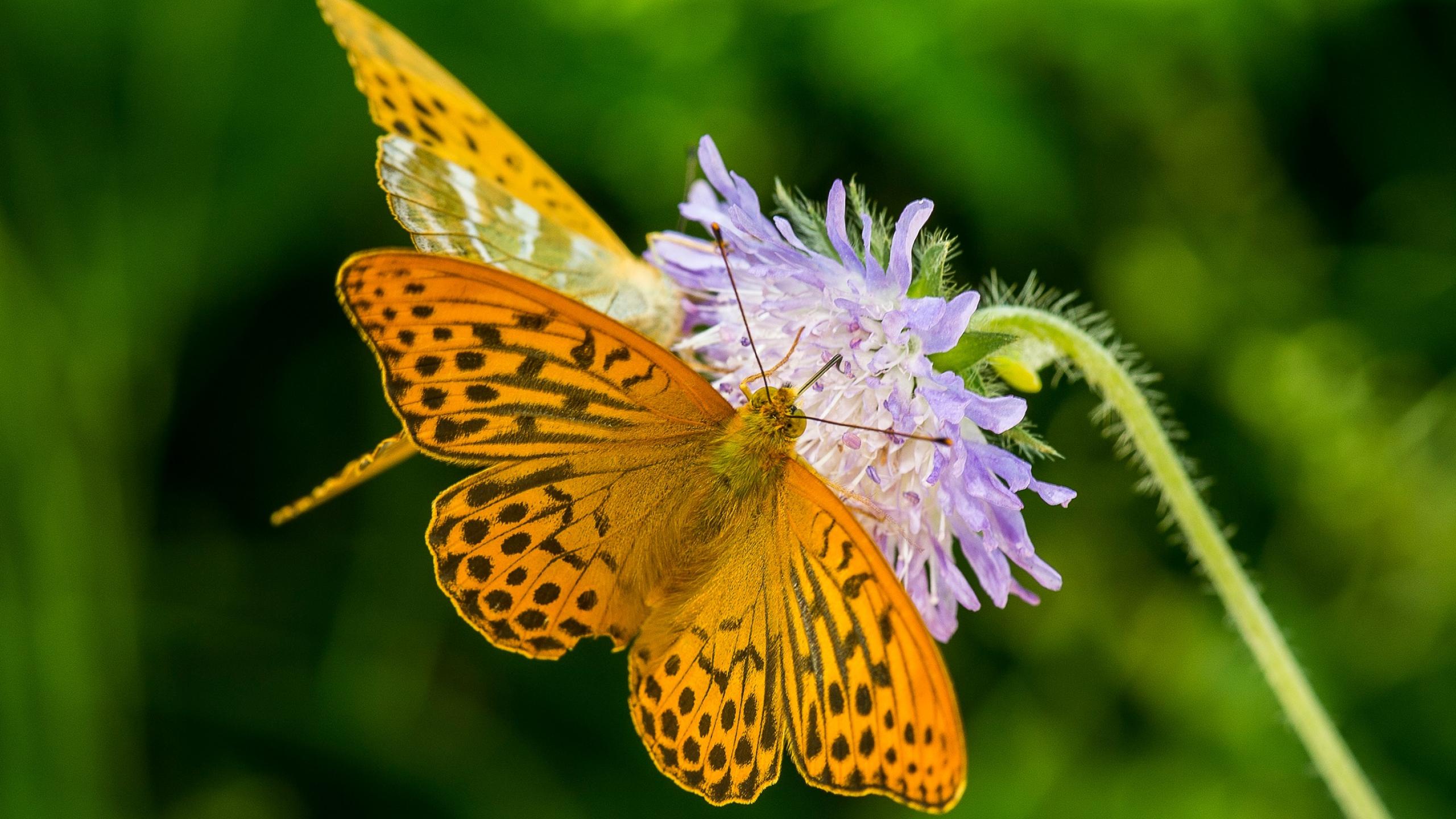 Our guide to growing wildflowers at home | WWF
