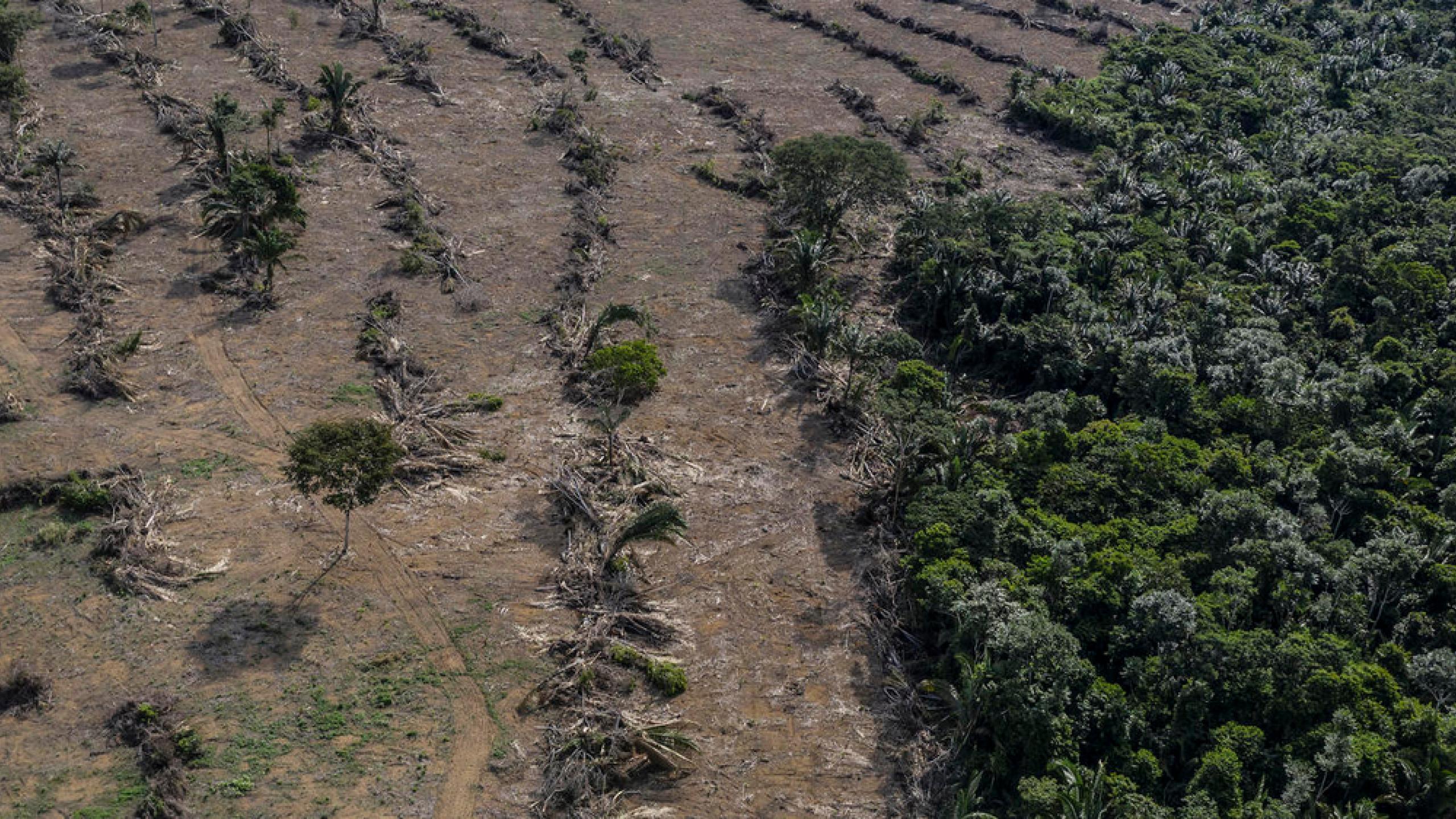 Soy story: the expansion of soy bean farms | WWF