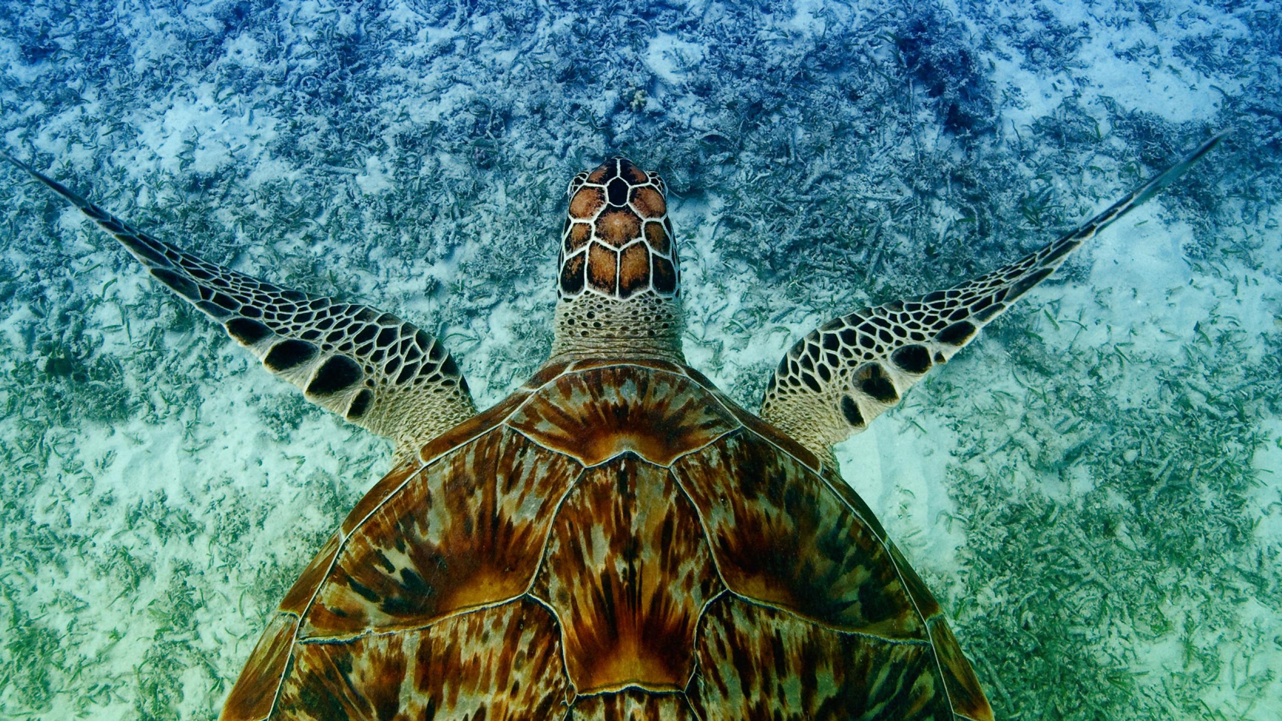 Spot the difference: turtles | WWF