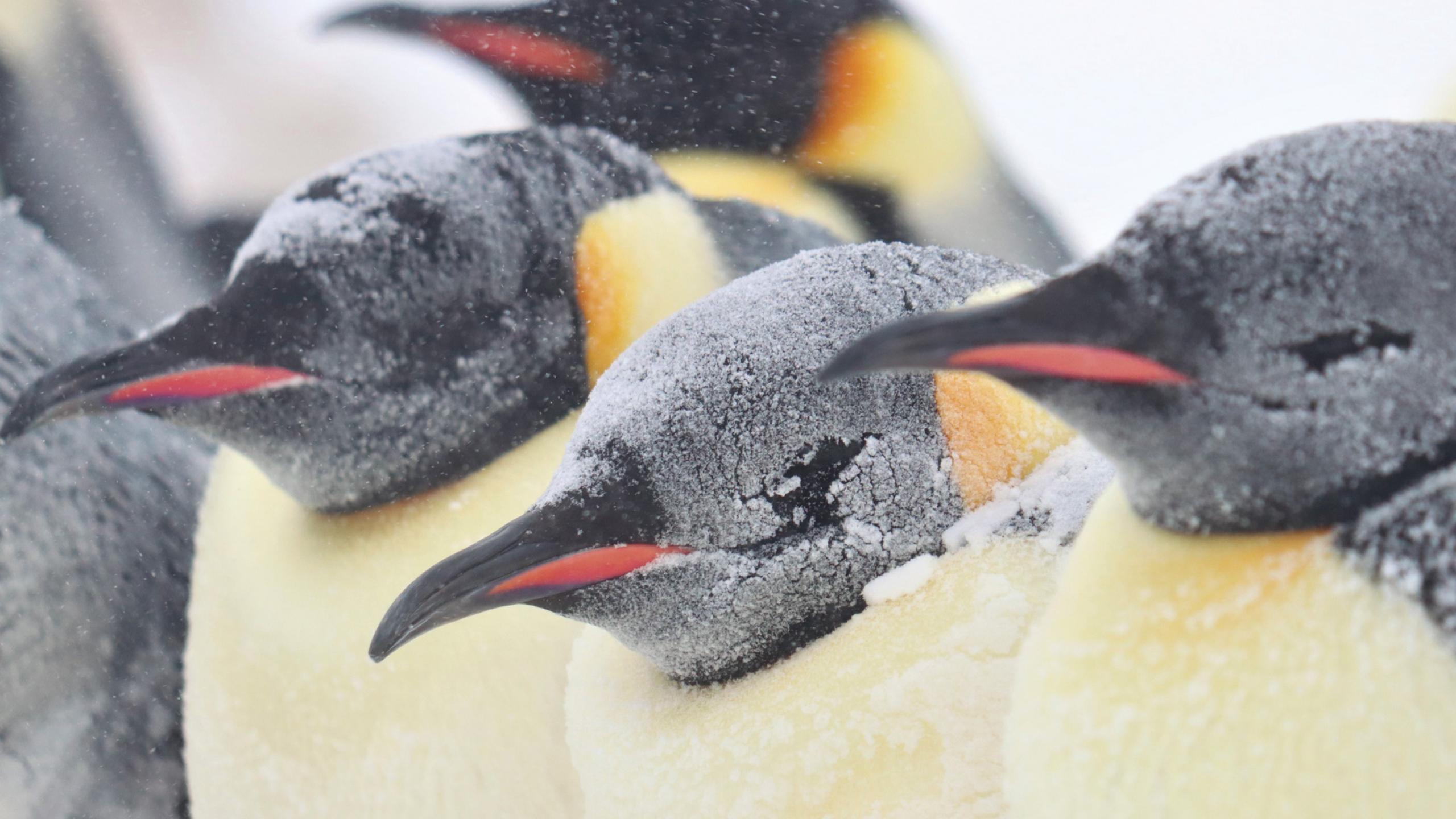 Penguin Awareness Day 2026 | WWF