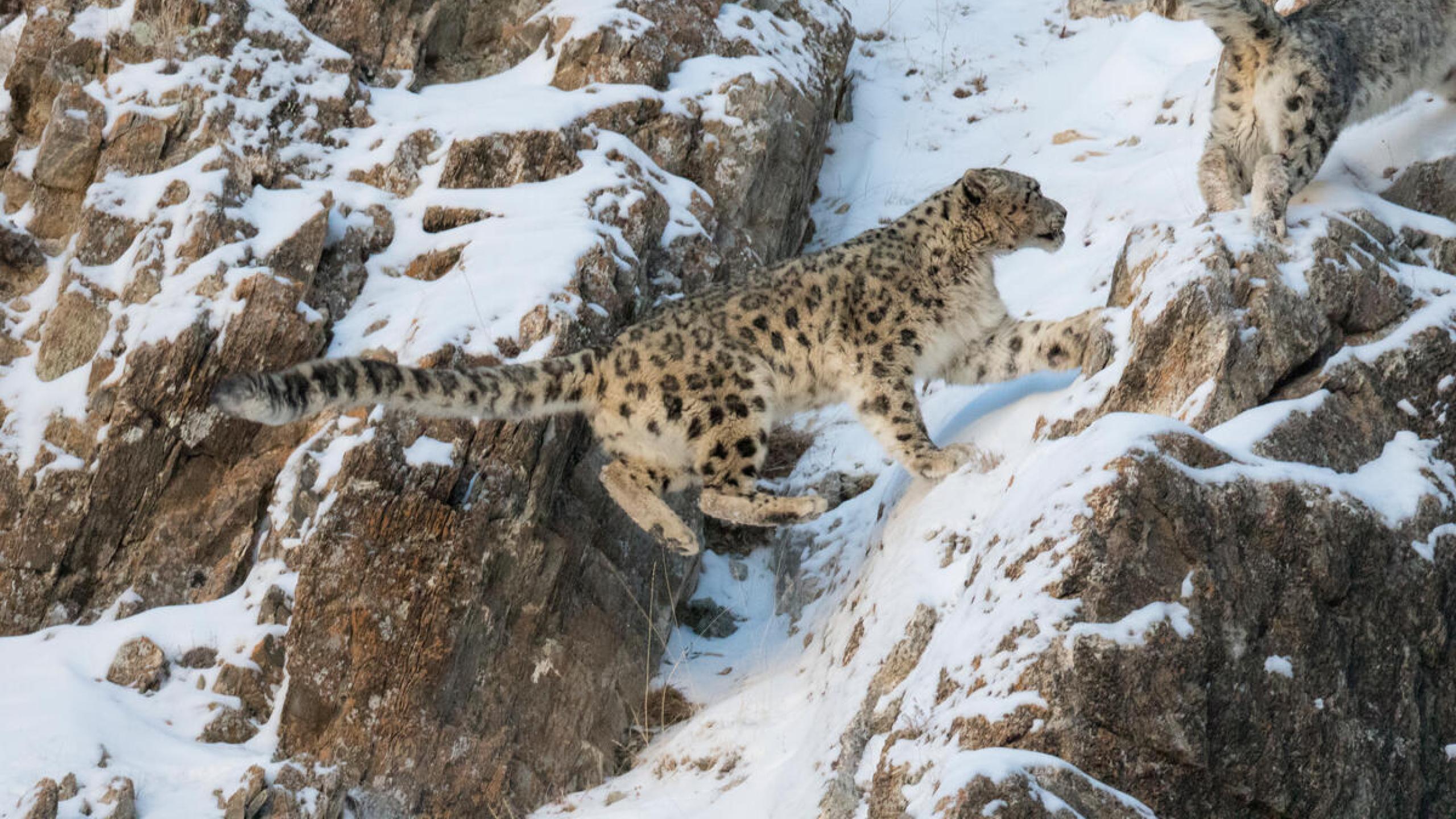 Record breaking animals | WWF