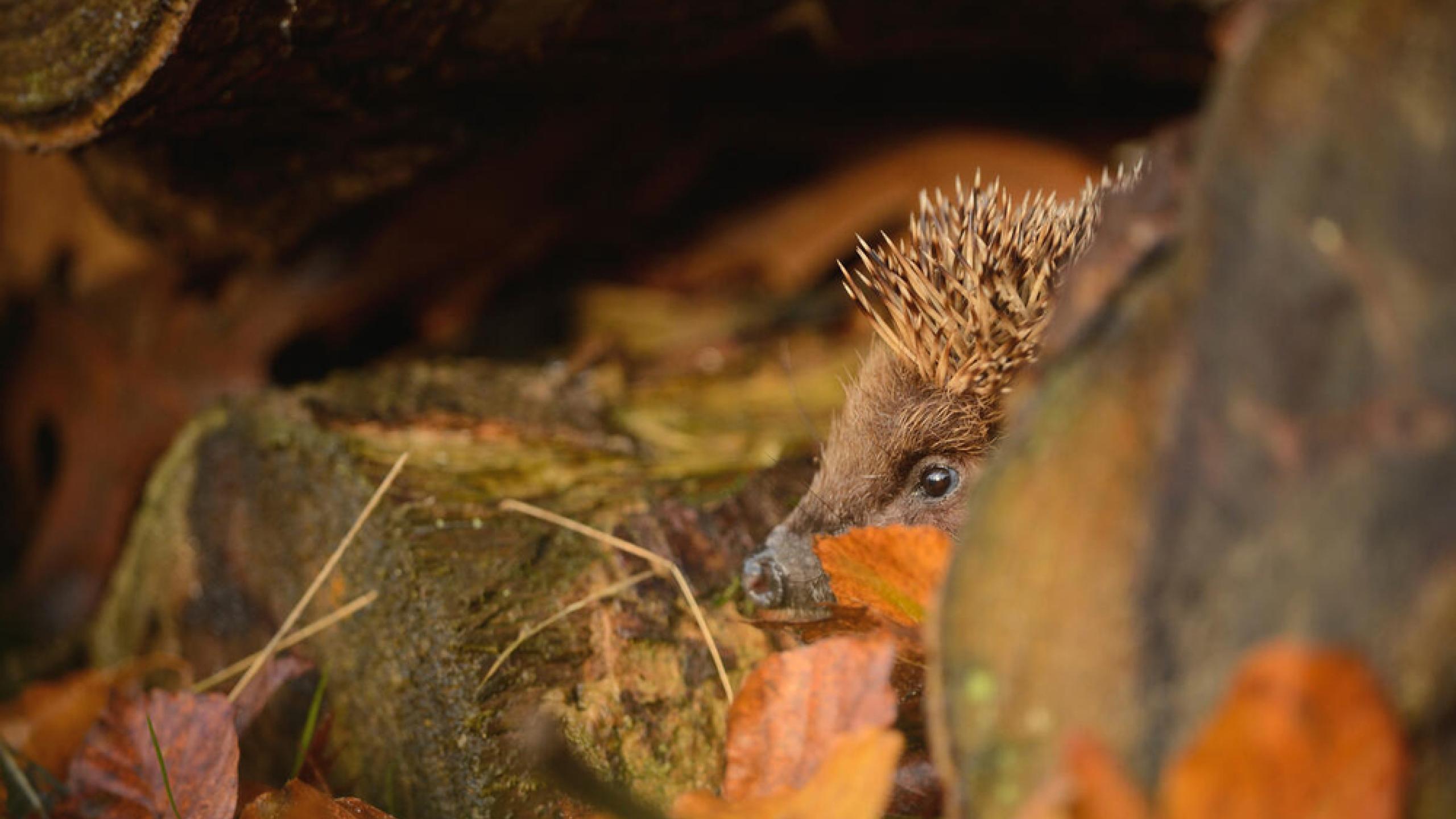 Top 10 facts about Hedgehogs | WWF