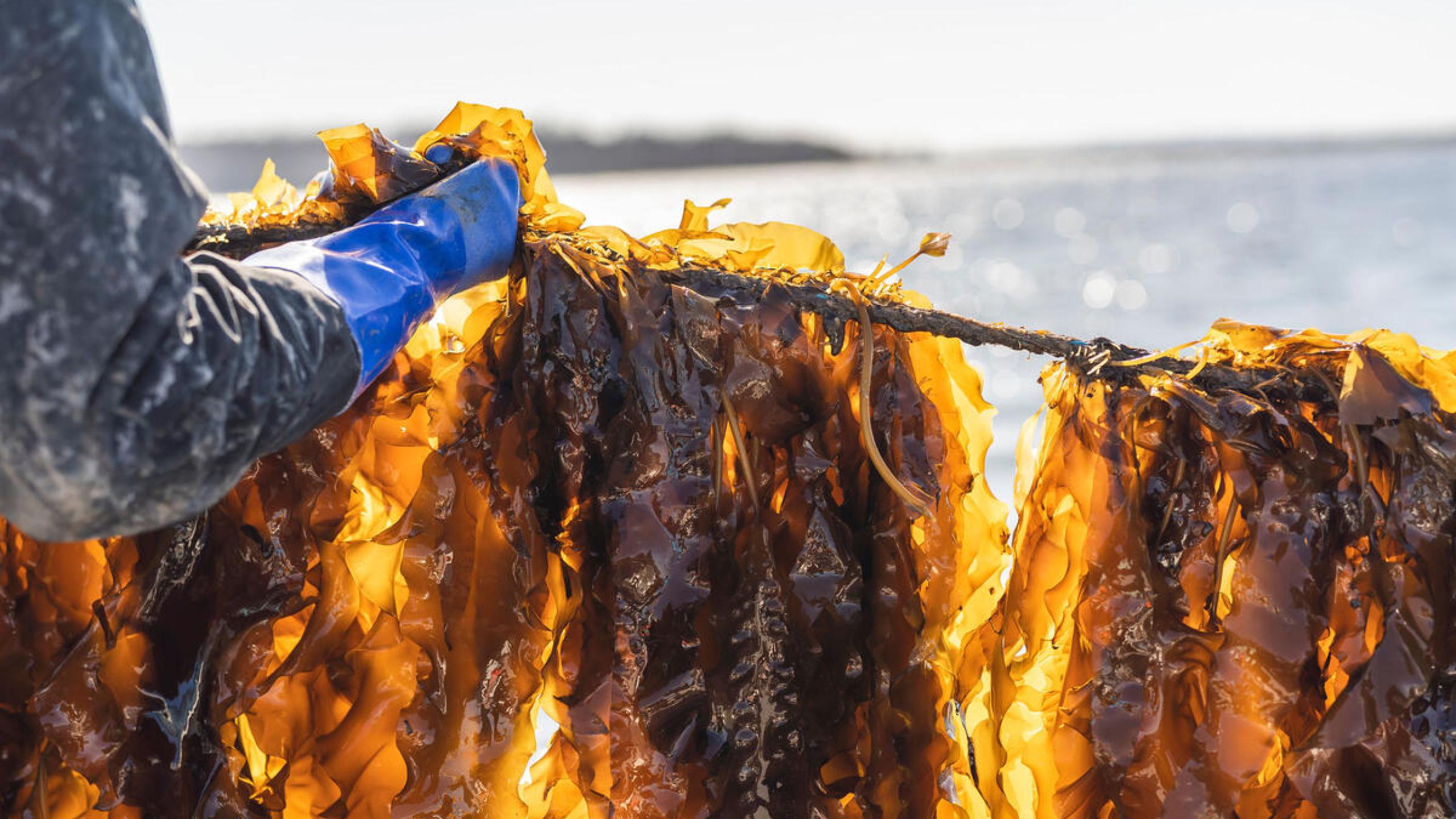 Helping Scottish Kelp | WWF