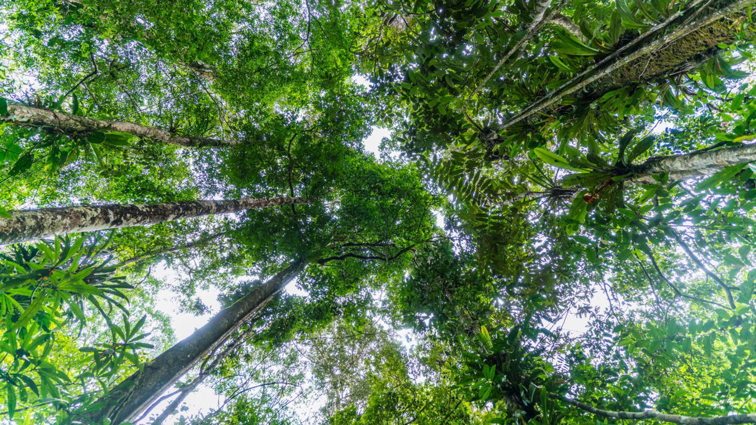 Listen to the Amazon rainforest | WWF