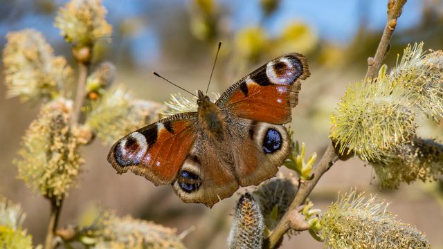 Nature through their eyes | WWF