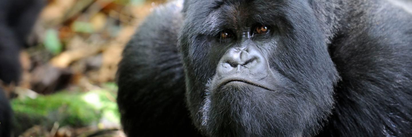World Gorilla Day 2026 | WWF