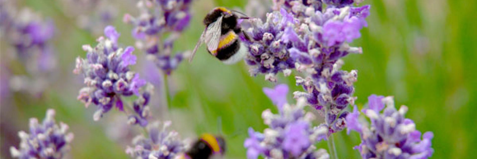 World Bee Day 2026 | WWF