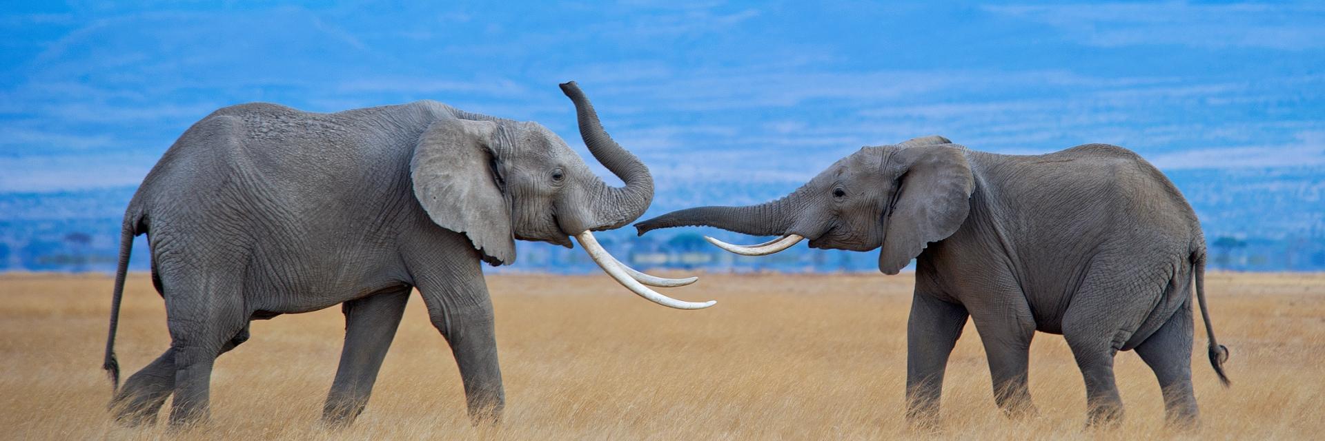 World Elephant Day 2026 | WWF